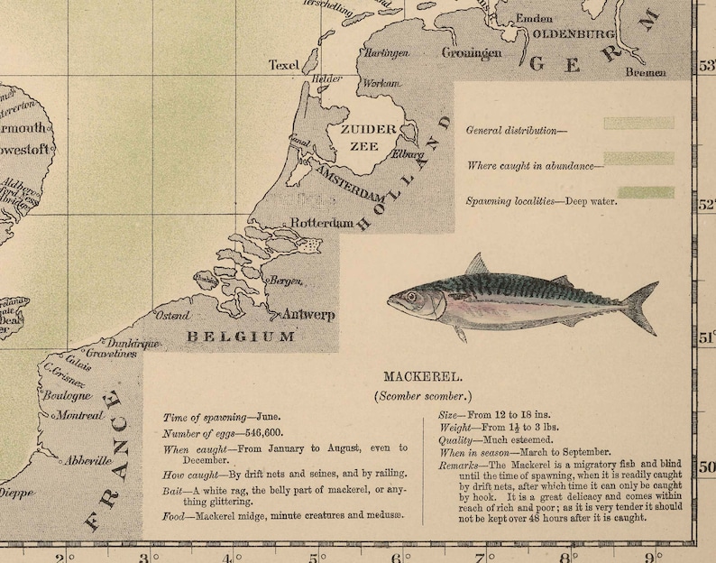 Old Mackerel Fish Map of the North Sea 1883 by O.T. Olsen - Etsy UK