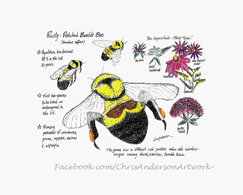 Rusty Patched Bumble Bee - Etsy