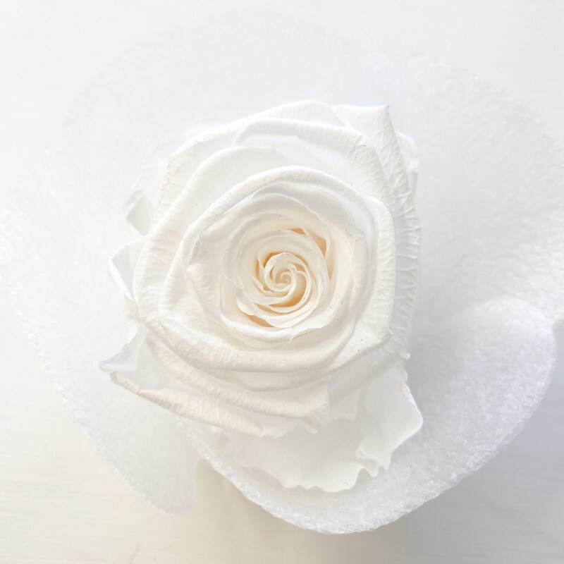 Dried White Roses - Etsy