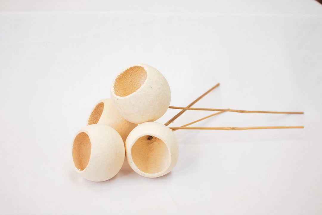 Bell Cups bleached - Etsy