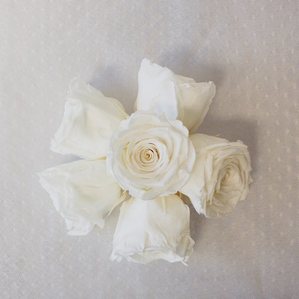 Dried White Roses - Etsy