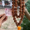 1 Pc 51 Pc LAGHU NARIYAL Sriphal small Coconut for Wealth and ...
