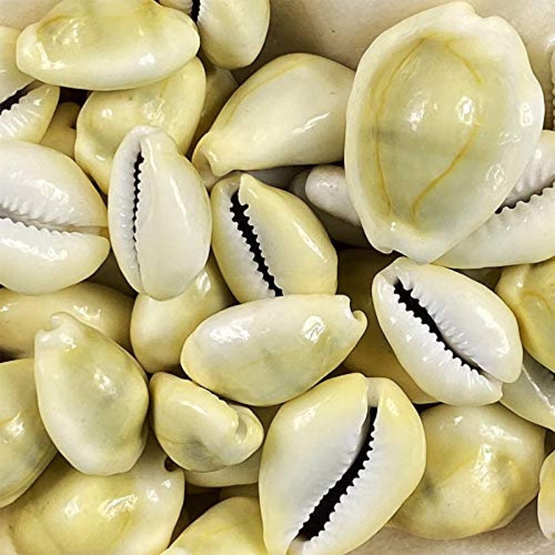 1-108 PC Yellow LAKSHMI KAURI Natural Cowrie Cowry Peeli Kodi | Etsy