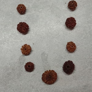 LAB CERTIFIED Combination of 5 Mukhi, 6 Mukhi, 7 Mukhi, 8 Mukhi, 9 ...