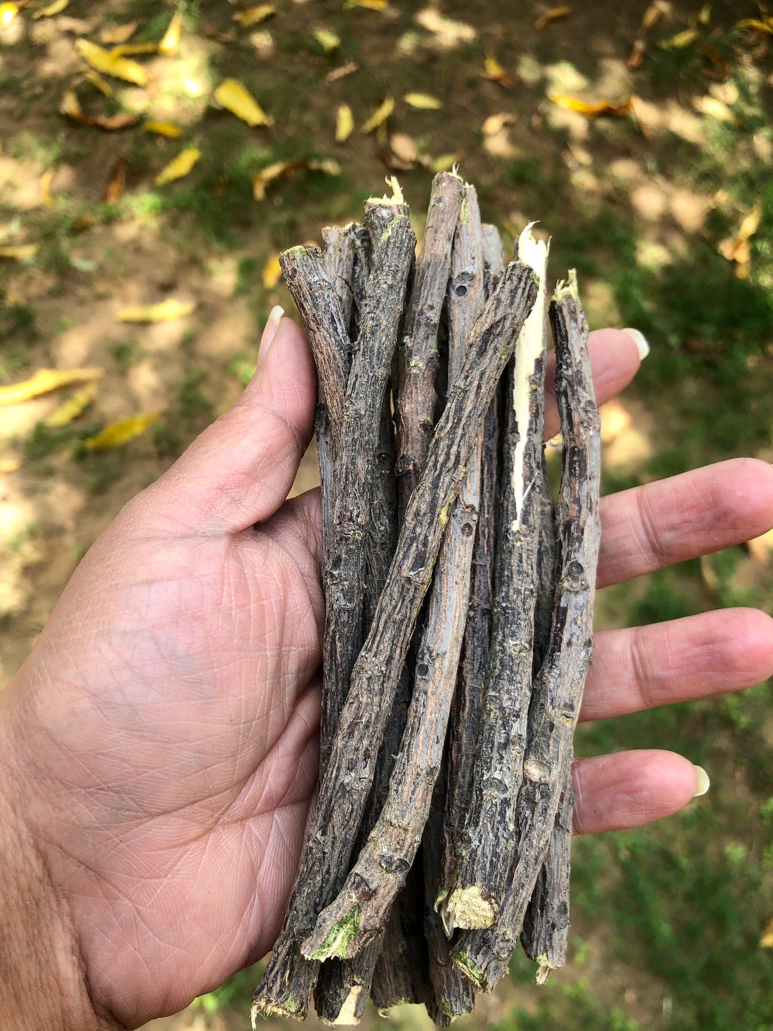 10 Pc 100 Pc Neem Sticks Azadirachta Indica Sticks DATUN for | Etsy