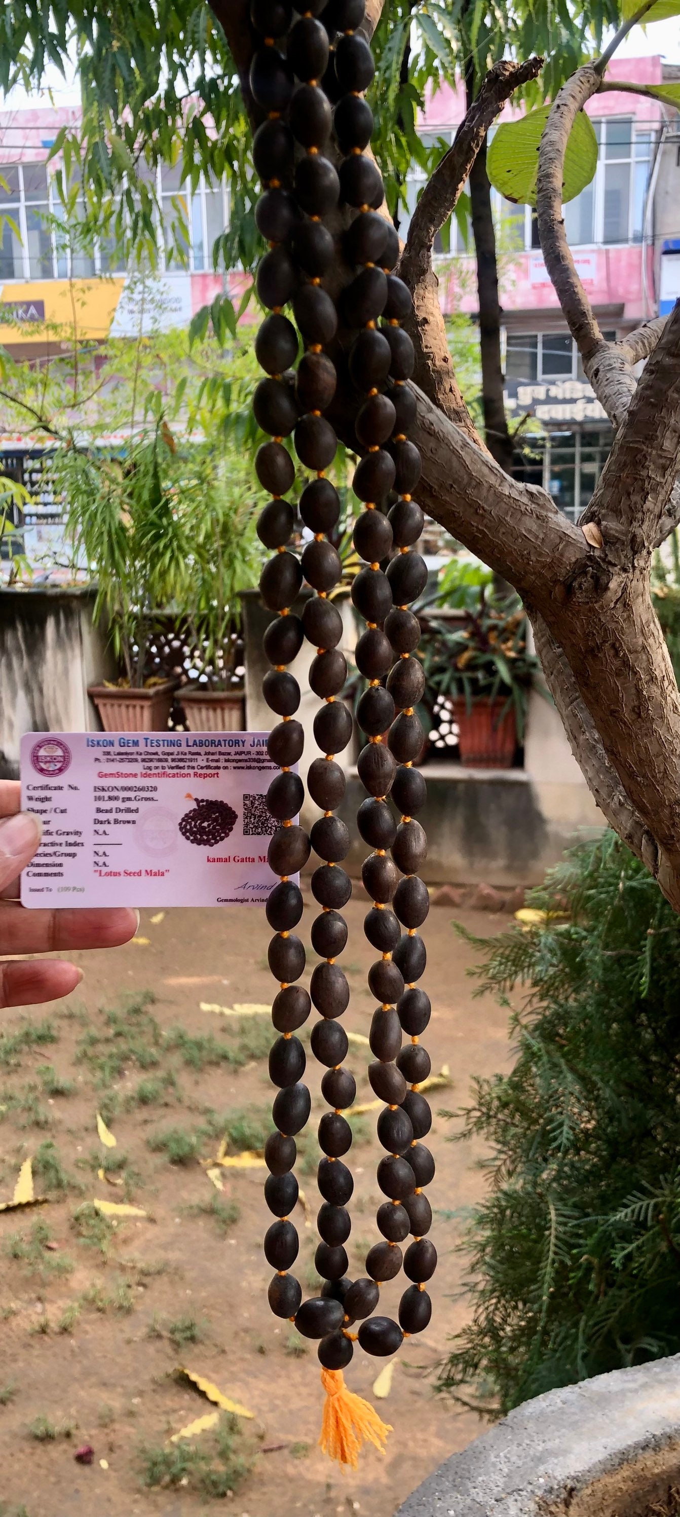 Lab Certified KAMAL GATTA Lotus Seed Original Mala ROSARY 108+1 Bead 68 ...