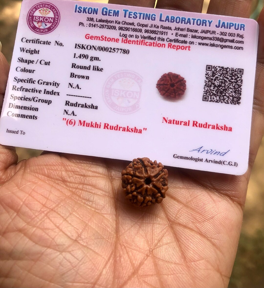 LAB CERTIFIED 6 Mukhi RUDRAKSHA Chah Mukhi Rudraksh 1 Piece, 6 Face ...