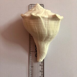 Dakshinavarti Natural Shankh/laxmi Shankh for Pooja, Right Handed Conch ...