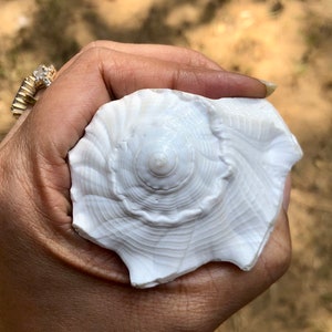 Dakshinavarti Natural Shankh/laxmi Shankh for Pooja, Right Handed Conch ...