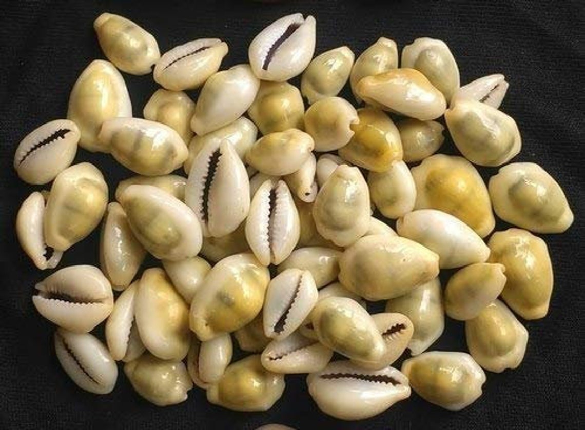 1-108 PC Yellow LAKSHMI KAURI Natural Cowrie Cowry Peeli Kodi | Etsy