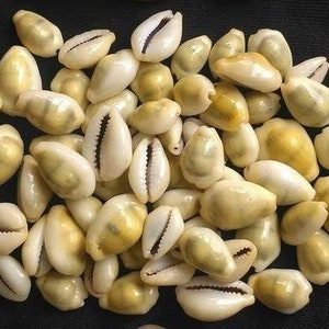 1-108 PC Yellow LAKSHMI KAURI Natural Cowrie Cowry Peeli Kodi Kaudi ...