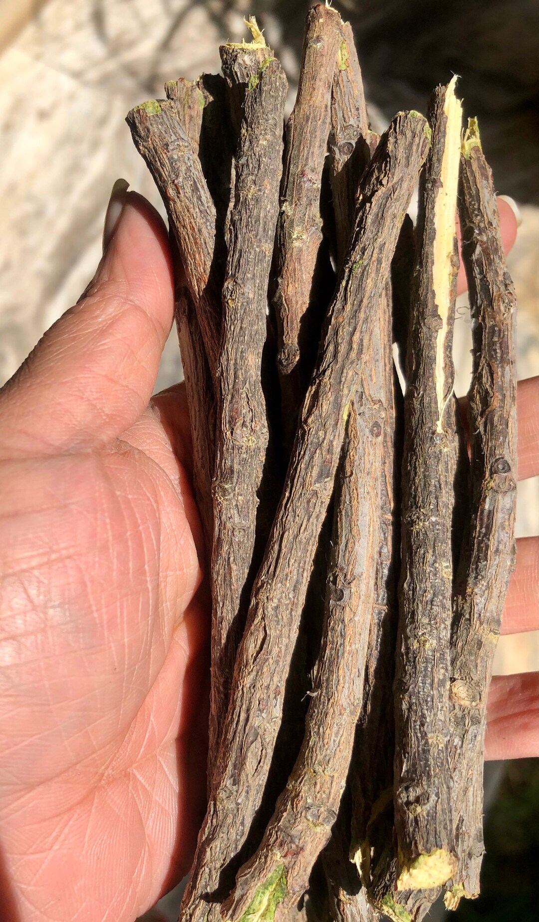 10 Pc- 100 Pc Neem Sticks Azadirachta Indica Sticks DATUN for Teeth and ...