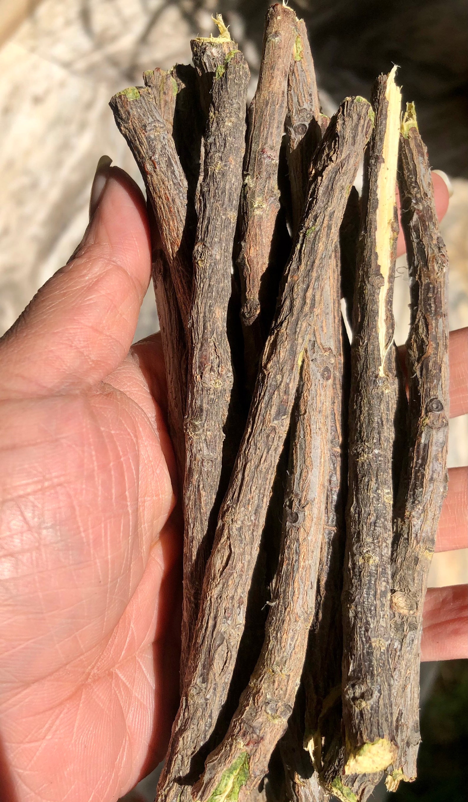 10 Pc 100 Pc Neem Sticks Azadirachta Indica Sticks DATUN for | Etsy