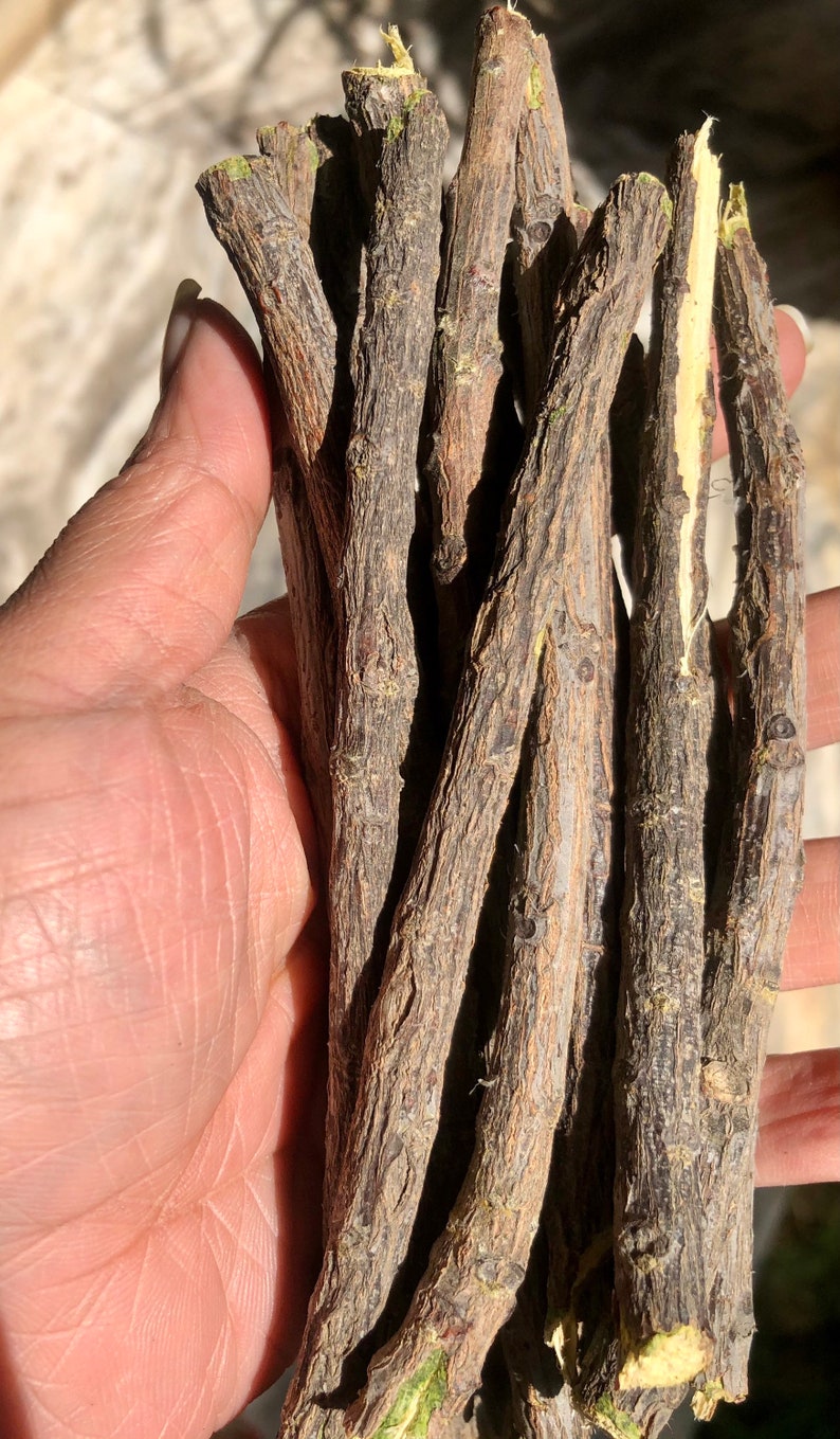 10 Pc 100 Pc Neem Sticks Azadirachta Indica Sticks DATUN for | Etsy