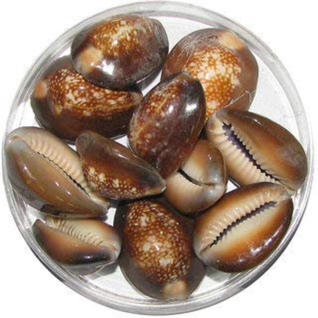 1 Pc 108 Pc Black KAURI Natural Cowrie Cowry Kali Kaali Kodi Kaudi ...