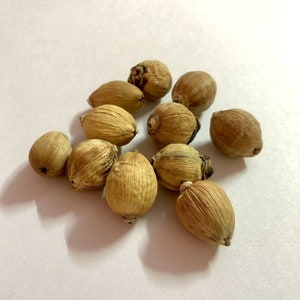 1 Pc - 51 Pc LAGHU NARIYAL Sriphal (small Coconut) for Wealth and ...