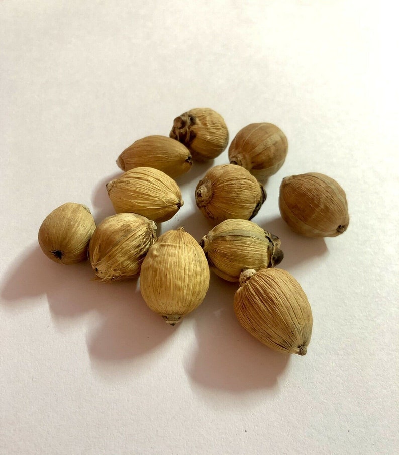 1 Pc 51 Pc LAGHU NARIYAL Sriphal small Coconut for Wealth - Etsy