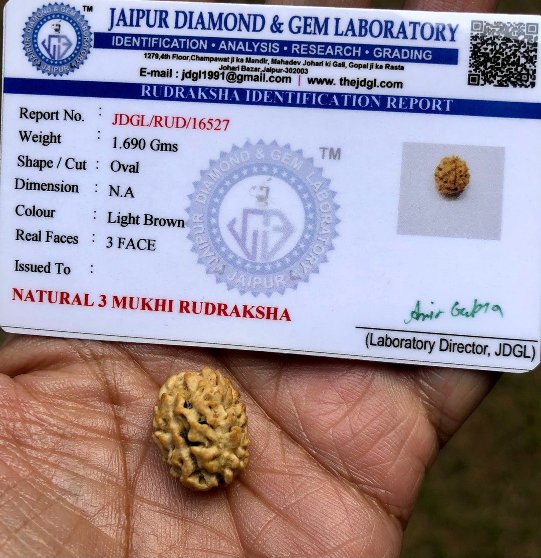 LAB CERTIFIED 3 Mukhi RUDRAKSHA Teenmukhi Rudraksh 3 Face Rudraksham 1 ...