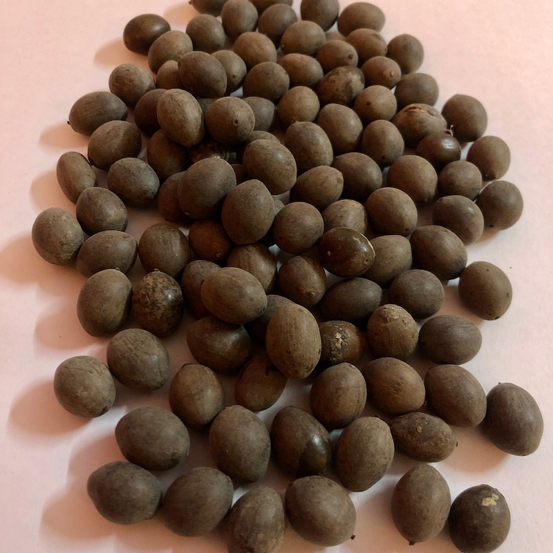 Lotos Stroyé - Etsy Canada