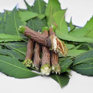 10 Pc 100 Pc Neem Sticks Azadirachta Indica Sticks DATUN for - Etsy