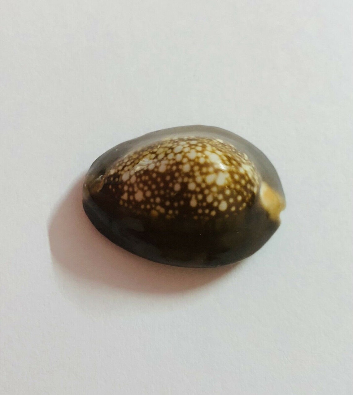 1 BIG PC Black KAURI Natural Cowrie Cowry Kali Kaali Kodi | Etsy