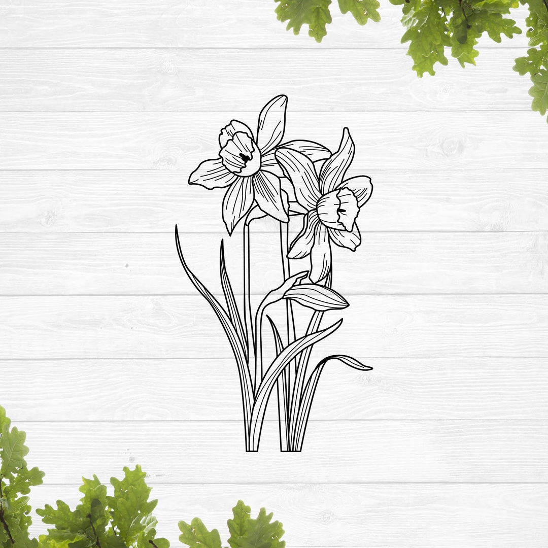 Bouquet of Daffodils Outline Svg - Etsy