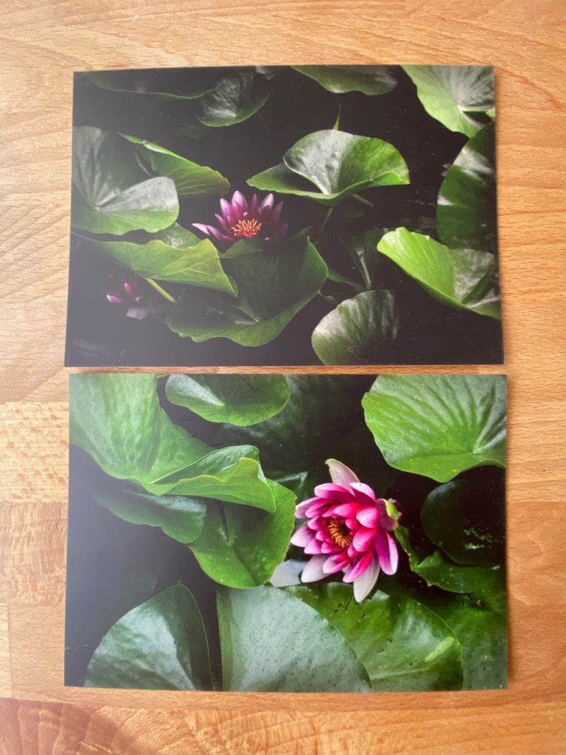 Lotus Flower Postcard Set Water Lily Pink Postcards - Etsy