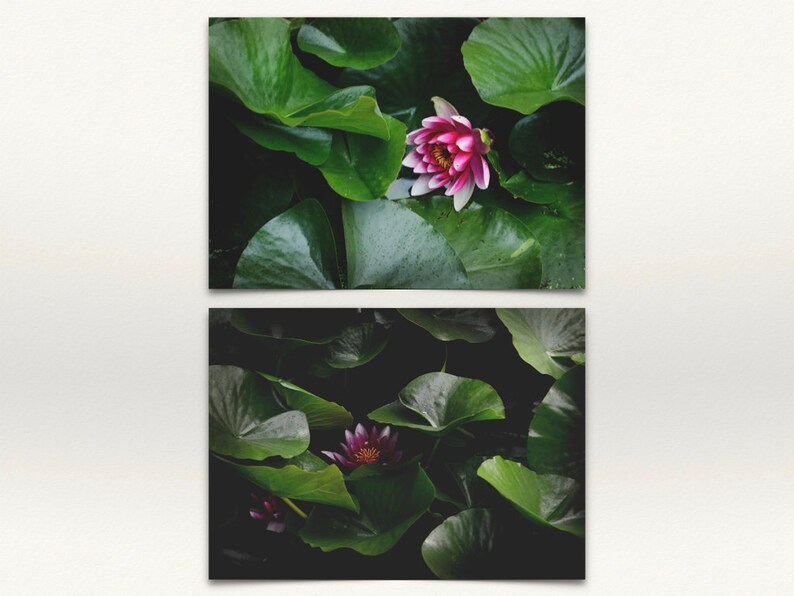 Lotus Flower Postcard Set Water Lily Pink Postcards - Etsy