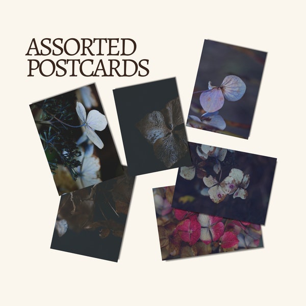 Hydrangea Postcard - Etsy