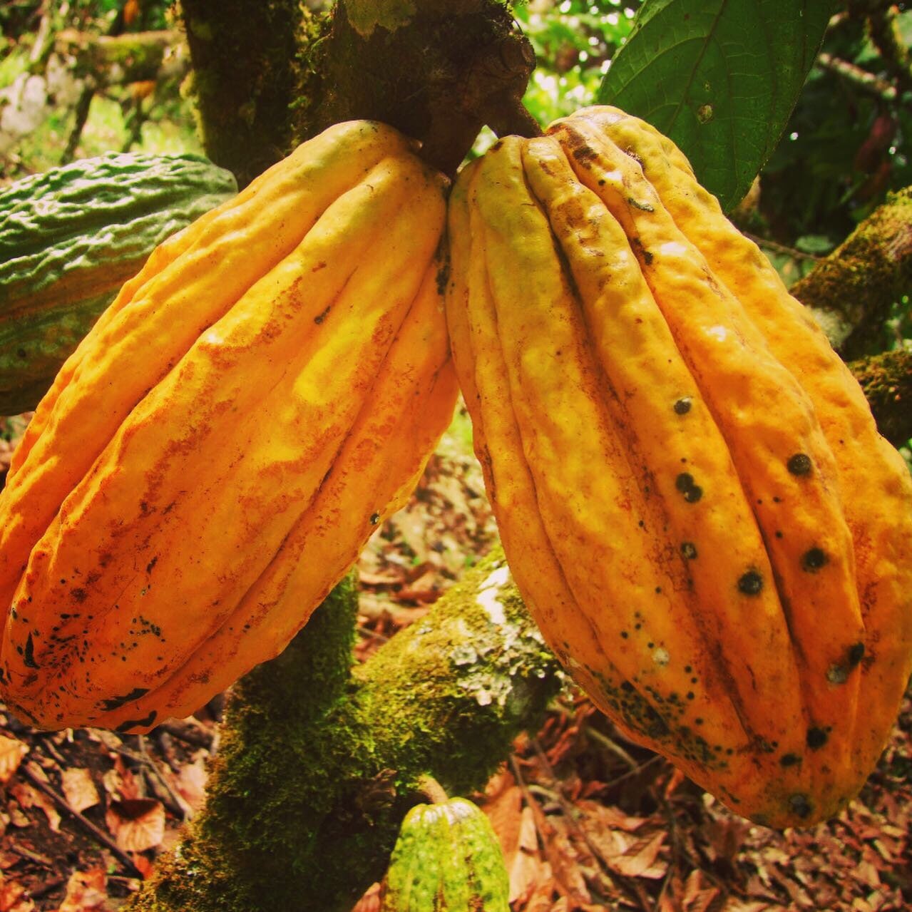 Arriba Nacional Ceremonial Grade Cacao From Ecuadorian Amazon - Etsy ...