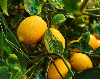 Non-gmo SEEDS Self-pollinating Dwarf Meyer Lemon citrus Meyeri Indoor ...