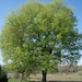 25 Sugarberry (southern Hackberry) Seeds - Etsy