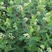 Indian Hemp/ Dogbane/ Apocynum Cannabinum - Etsy