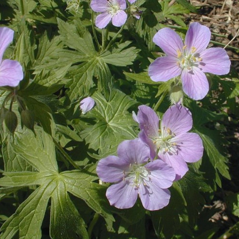 Geranium Seeds - Etsy