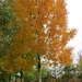 Red Ash Tree Seeds Fraxinus Pennsylvanica - Etsy