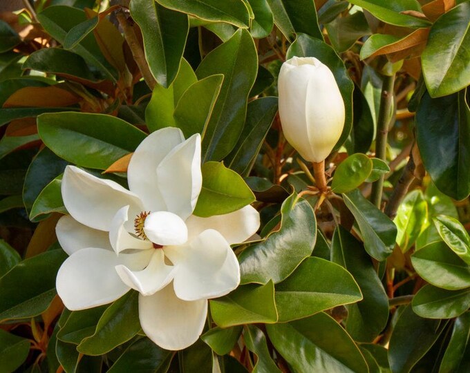 Southern Magnolia Seeds - Etsy