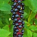 Poke Plant Seeds - Etsy