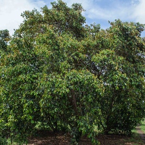 Star Apple Seeds Chrysophyllum Cainito - Etsy