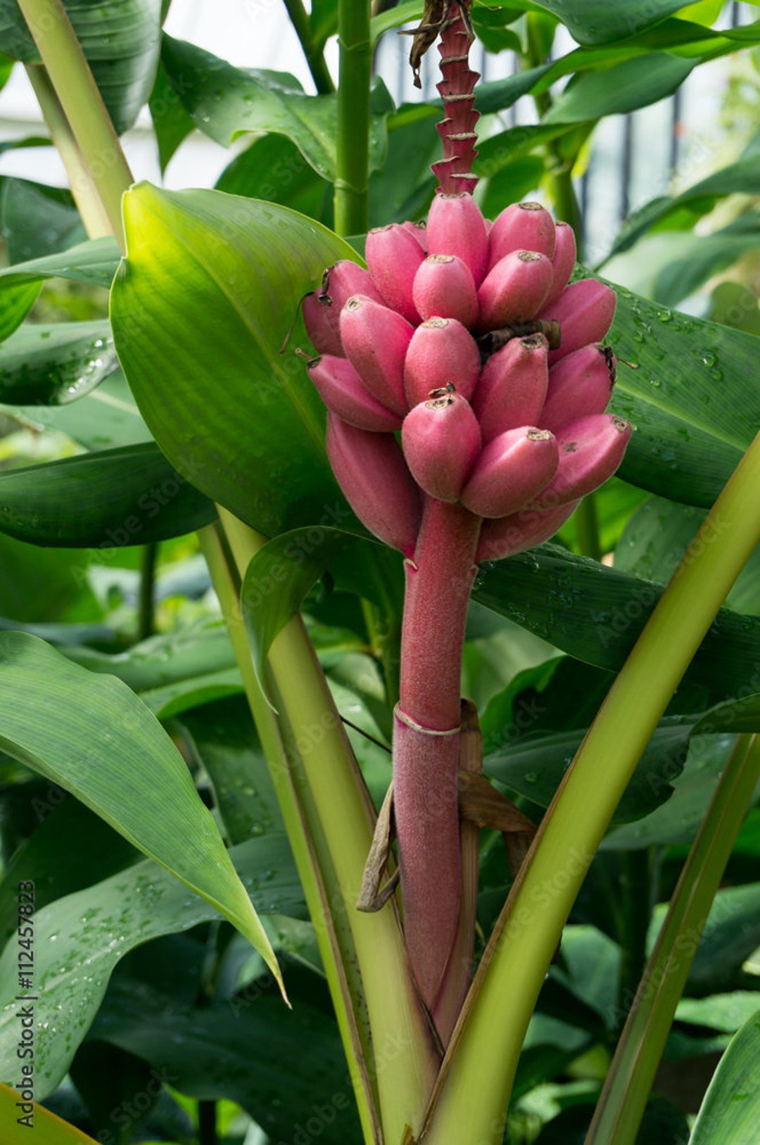 15 Pink Banana Seeds Musa Velutina - Etsy