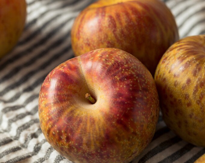 Mottled Pluot Seeds - Etsy