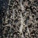 25 Sugarberry (southern Hackberry) Seeds - Etsy