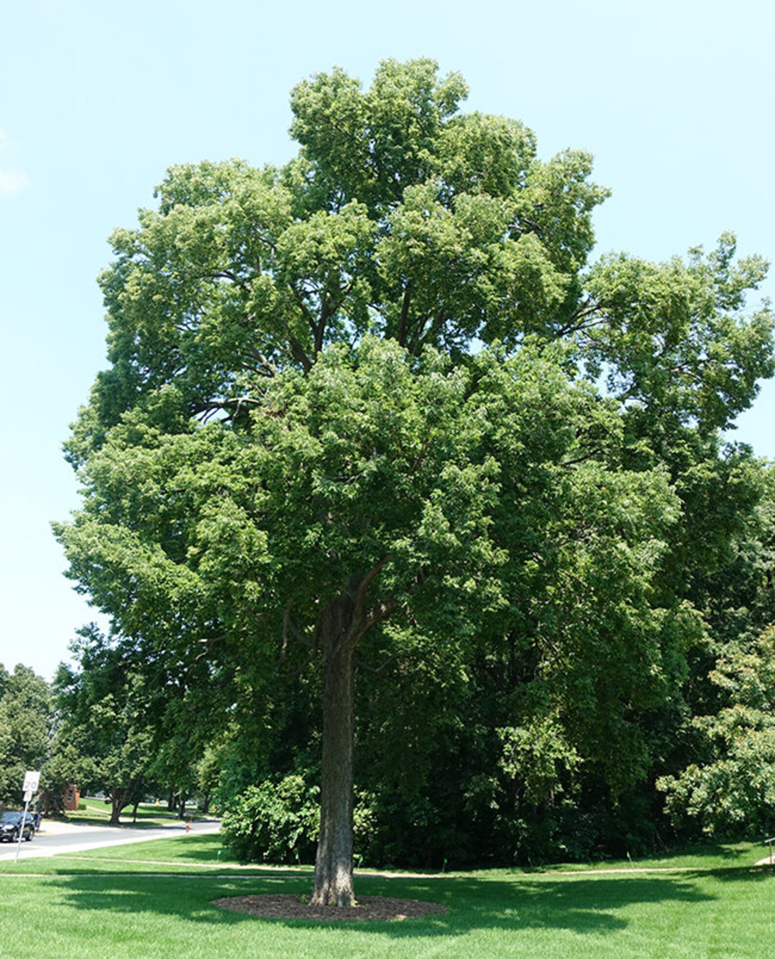 Northern Hackberry Seeds - Etsy