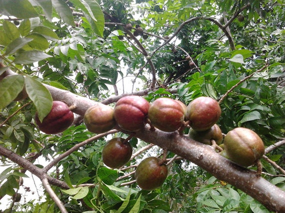 Jocotes Tree