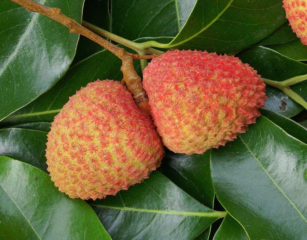 Lychee Seeds Litchi Chinensis - Etsy