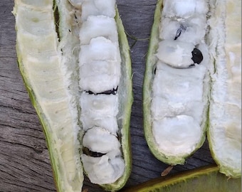 Ice Cream Bean Tree (inga Edulis) | Non GMO Naturally Grown Seedling - Etsy