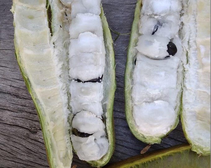 Rare Ice Cream Bean Seeds Inga Edulis - Etsy