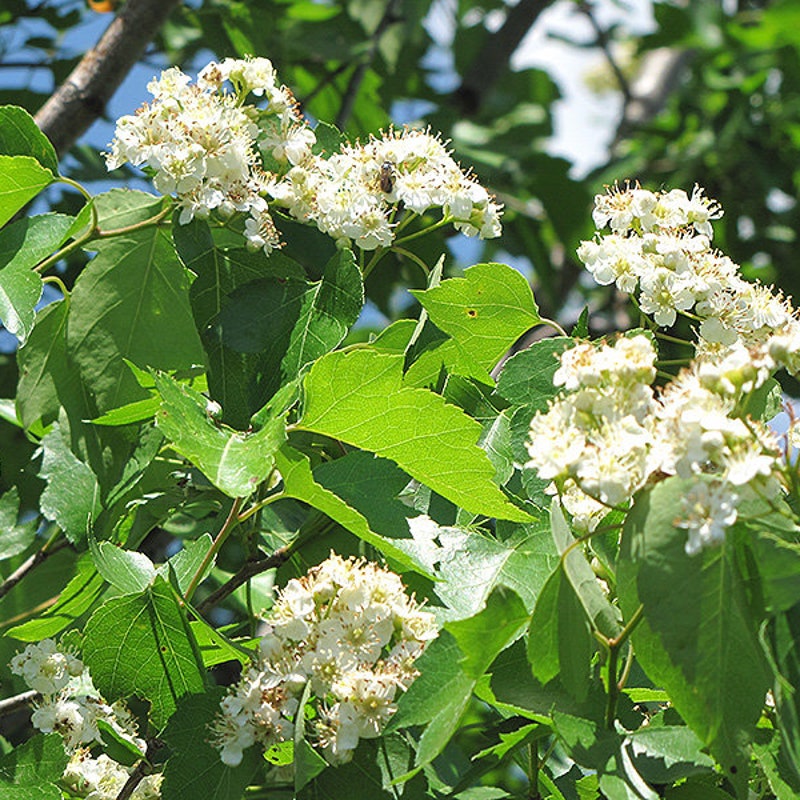 Washington Hawthorn - Etsy