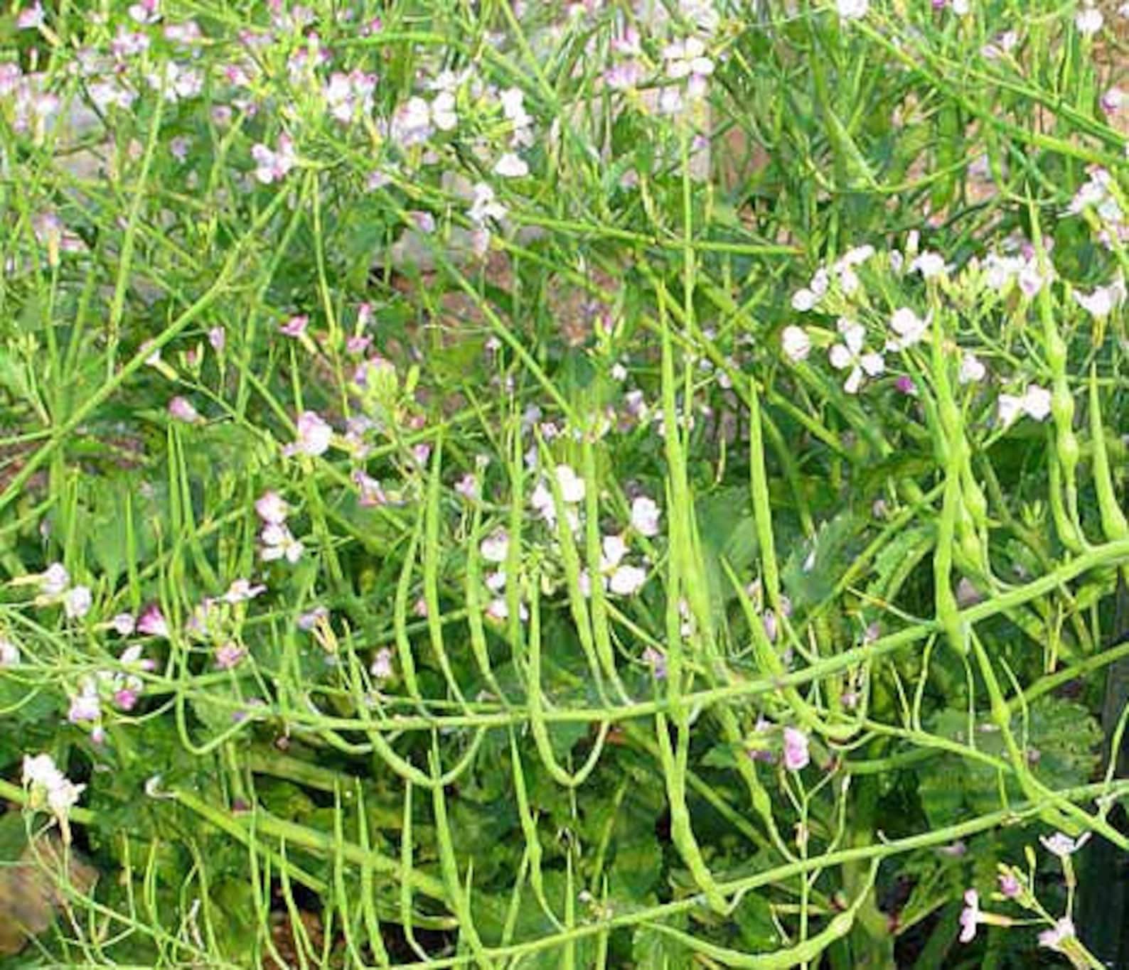 Rat Tail Radish Seeds Raphanus Caudatus | Etsy