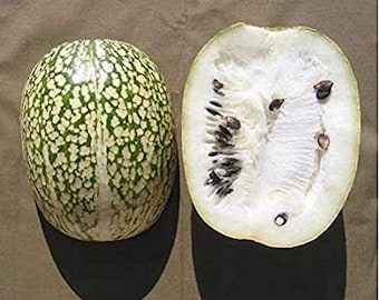 Chilacayote fig-leaf Squash 魚翅瓜 10 Seeds - Etsy