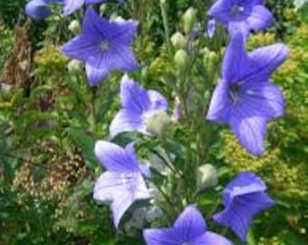 40 Rose Balloon Flower Platycodon / Perennial Flower Seeds - Etsy